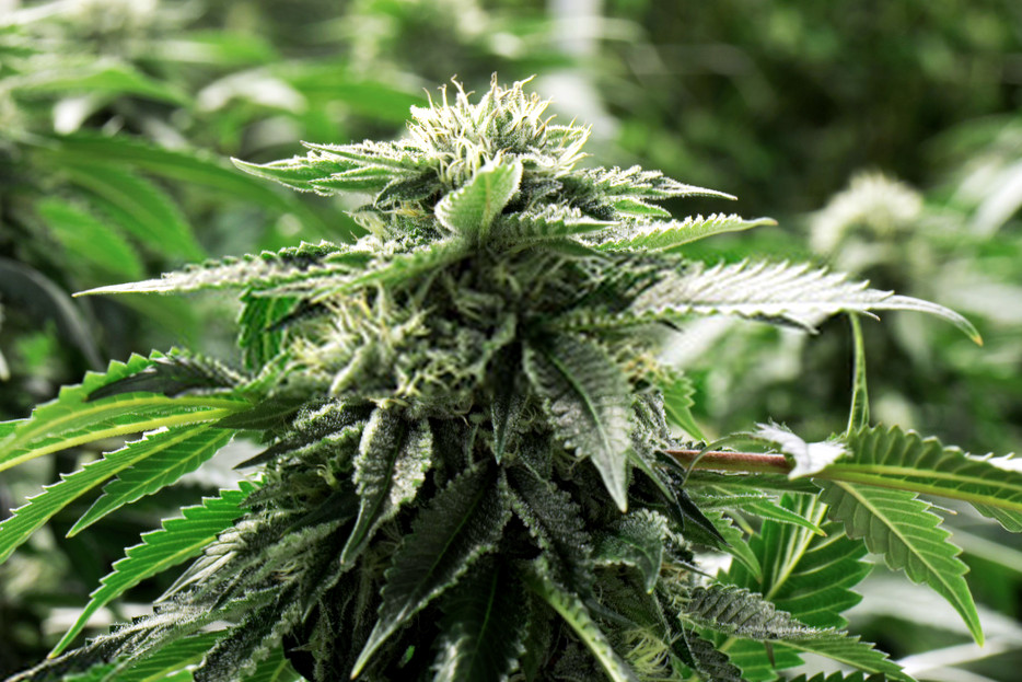 7 Essential Steps for Growing Marijuana at Home - Kid Cannabis 7 Essential Steps for Growing Marijuana at Home - Kid Cannabis